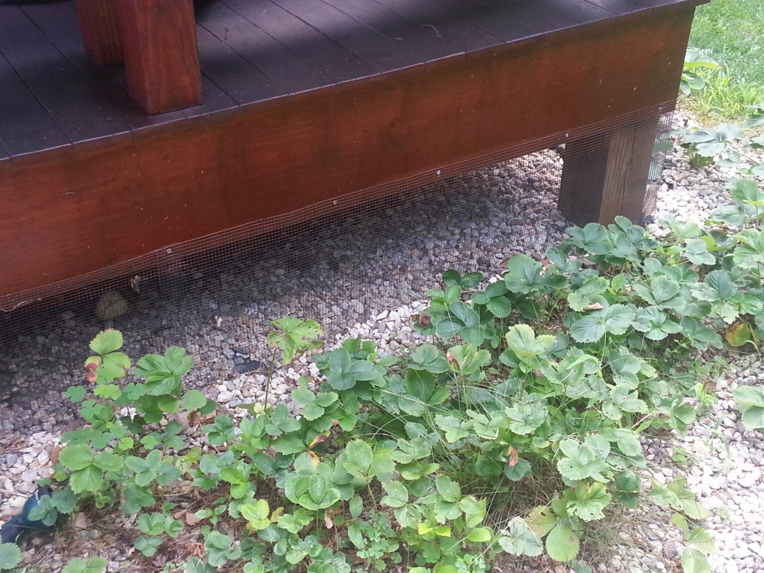 How to Get Rid of Animals from Getting Under Your Home | Critter Control